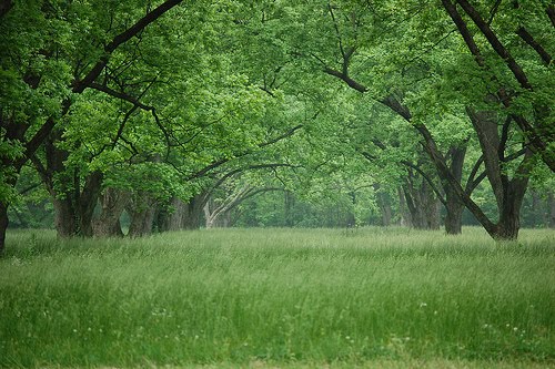 Southern Green Living: Pecan Trees