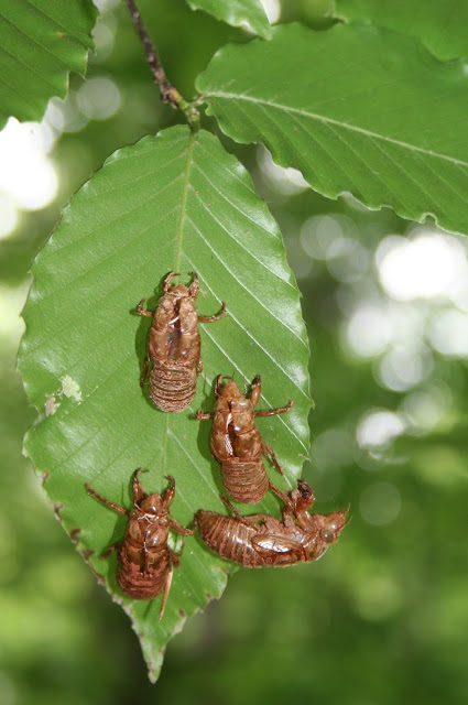 Hoot Owl Karma: Magicicada, Cicada Magic