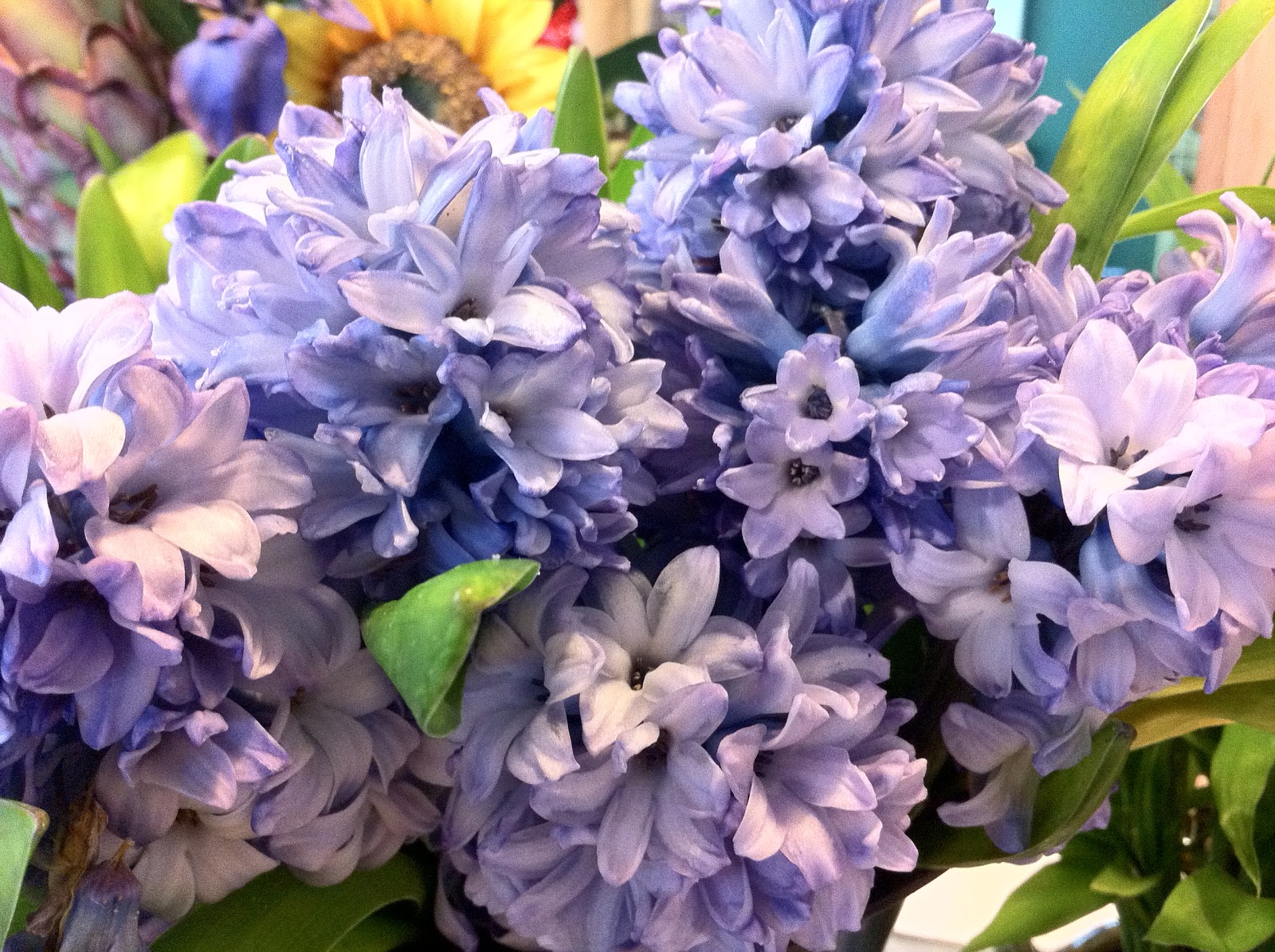 The Enchanted Petal: Hooray for Hyacinths