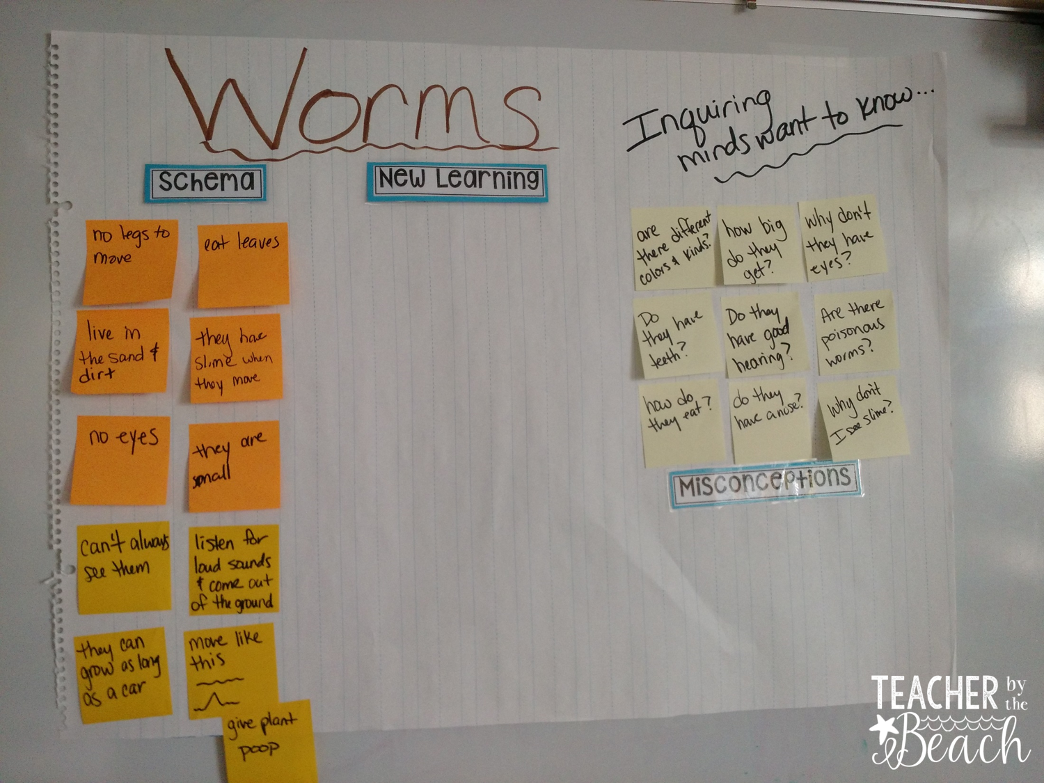 Fun with WORMS! - Teacher by the Beach