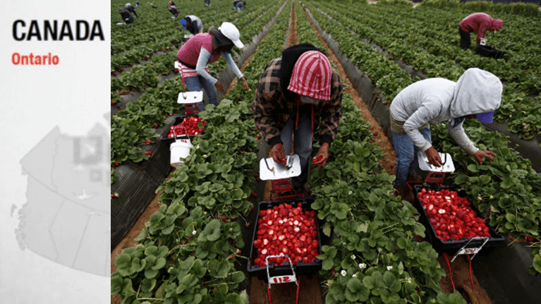 Work Opportunities In Canada In Farm Workers