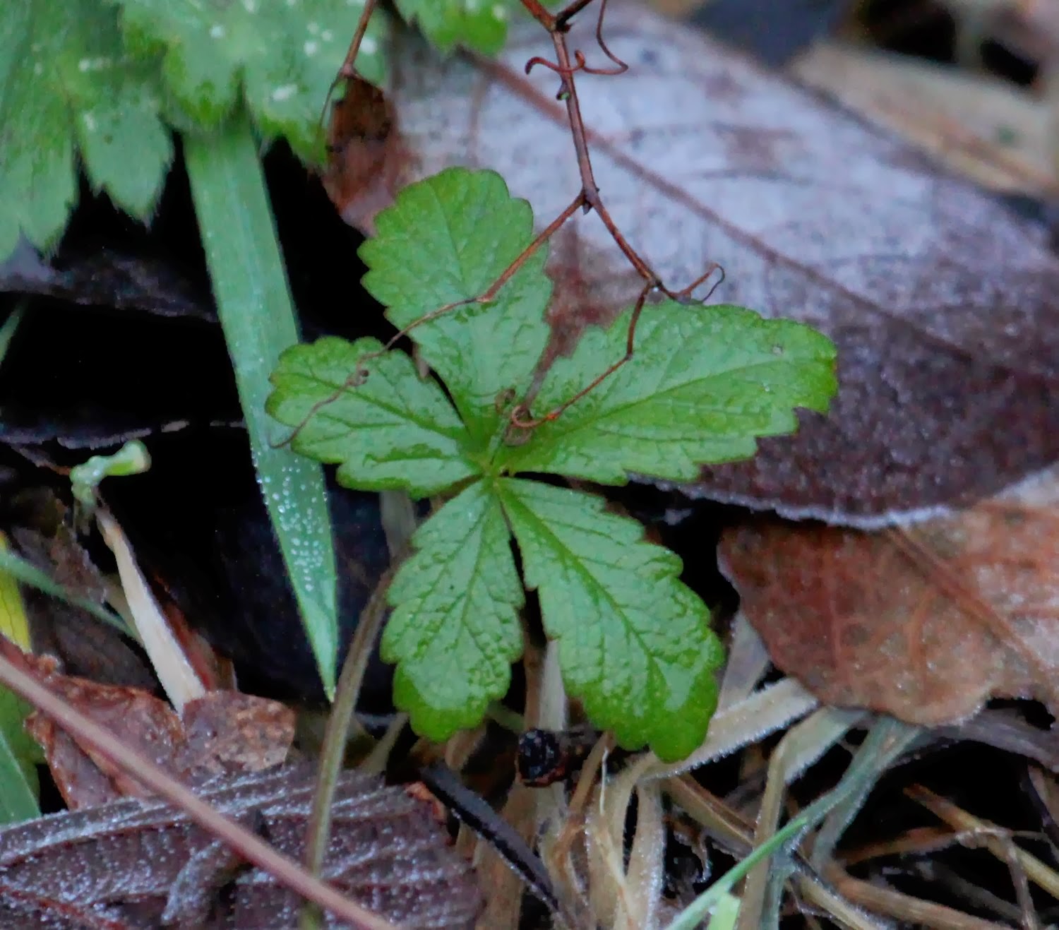Cataloguing Cullaloe: Creeping things