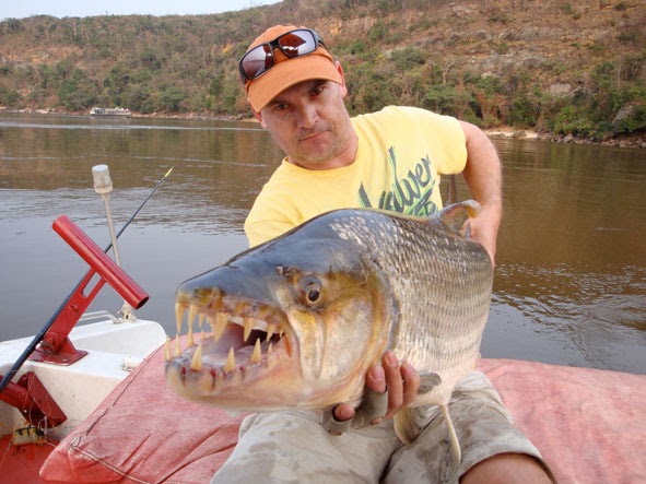 International Fishing News: CONGO: Tiger Fish Camp report of goliath ...