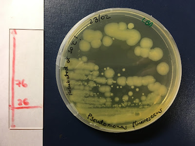 Learning Thru Research: Get to know Pseudomonas fluorescens