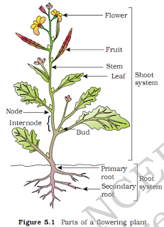 SWEELEE'S LAND: 1. EXTERNAL FEATURES OF PLANTS