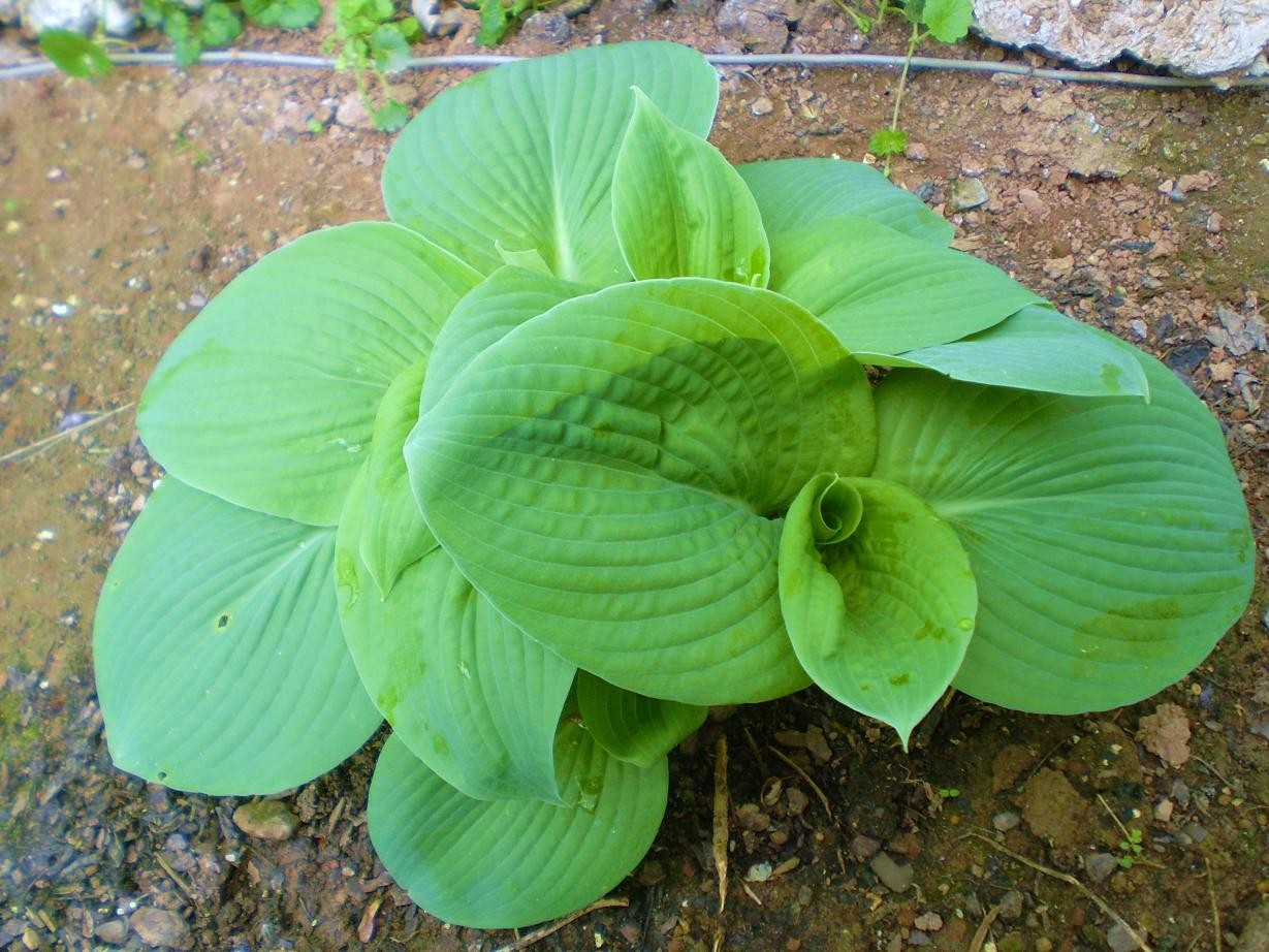 Green Jean: hosta hosta