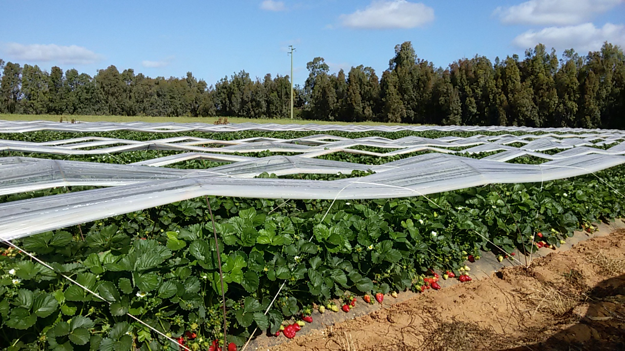 Da rosa a rosso: Alghero si prepara alla Sagra della Fragola domenica ...