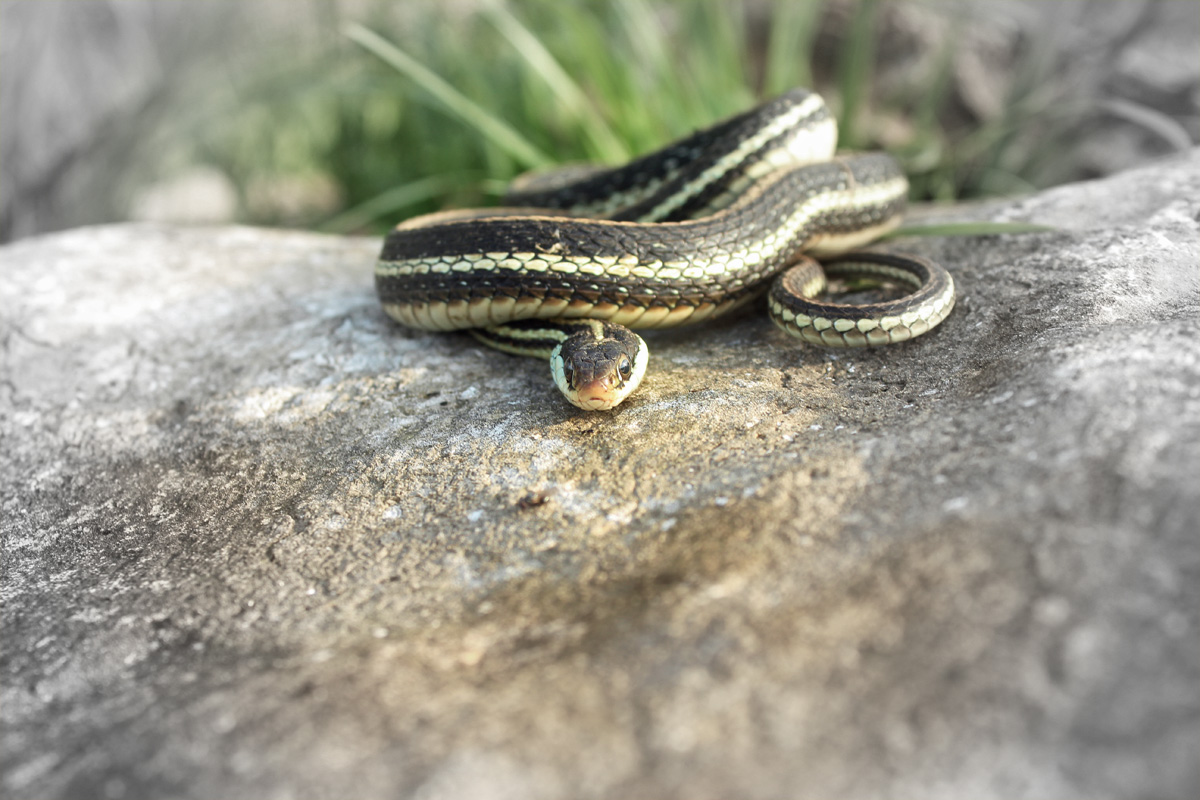 Western Ribbon Snake