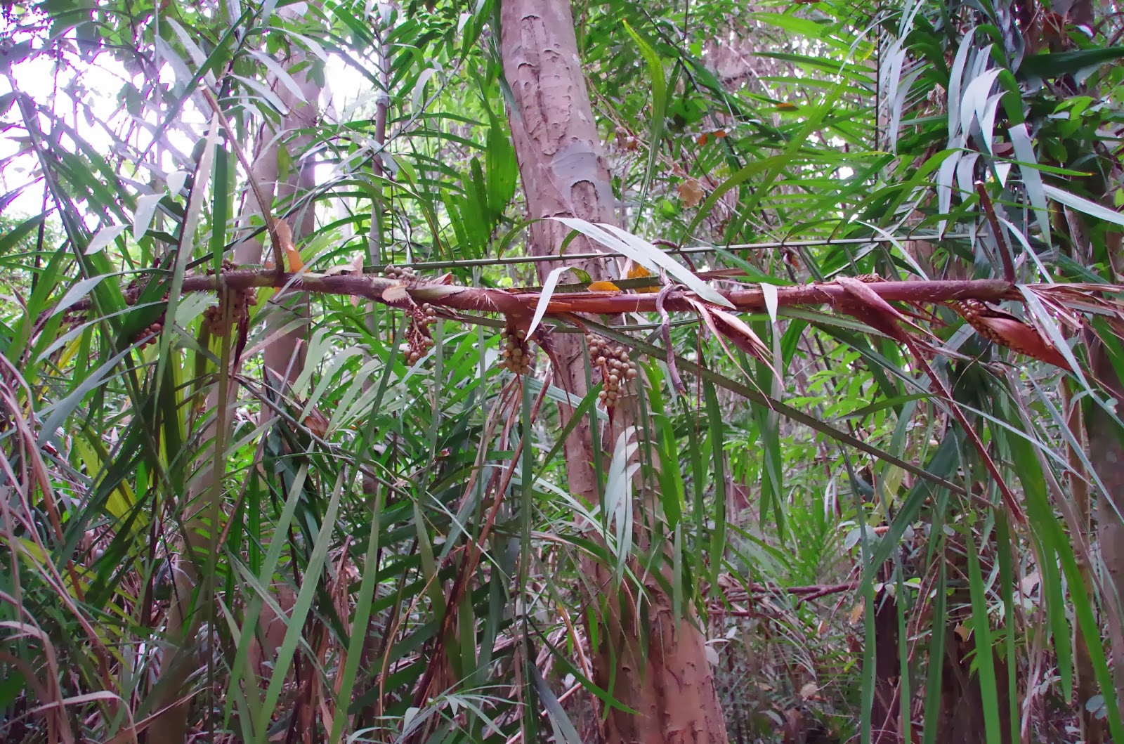 Trees and Plants: Giant Devil Palm (Daemonorops grandis)