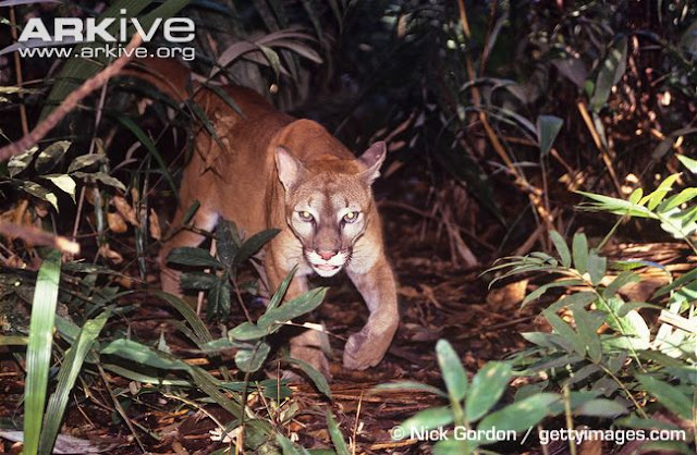 Kriptozoológia - Az állatvilág rejtélyes oldala: Onza - Újratöltve