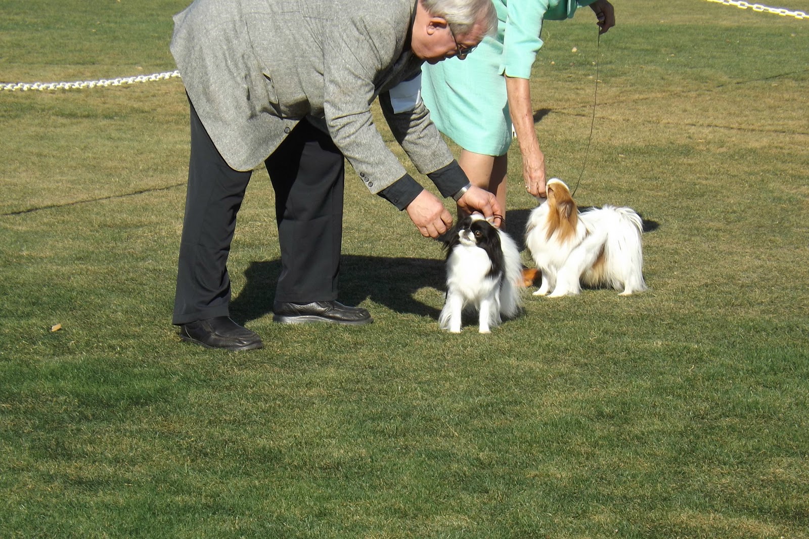 Up to Speed: Kachina Kennel Dog Show Sprin 2013
