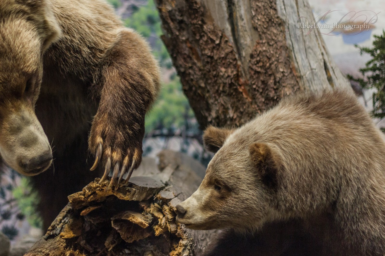 AbbeLynn Photography: American Museum of Natural History: Animals & Bones