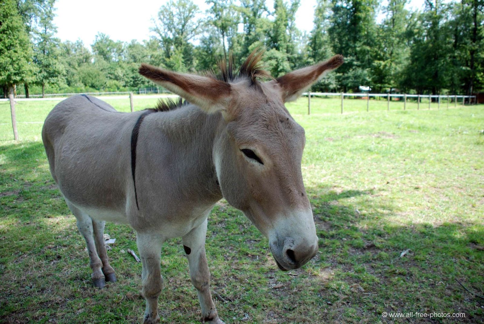 Interesse Privado, Acção Pública: MAS AFINAL QUEM É O ASNO?