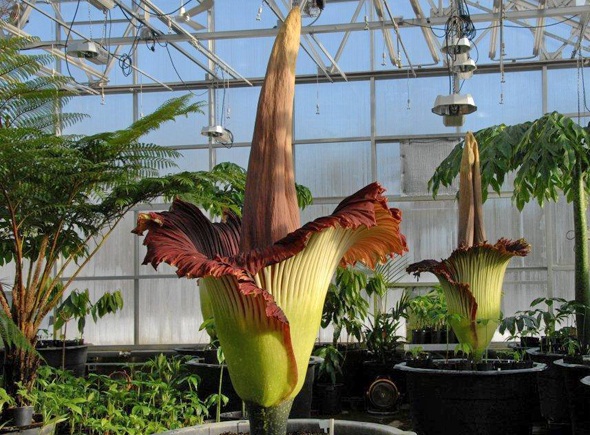 arbustosensevilla-encinarosa: Flor cadáver / Amorphophallus titanum ...