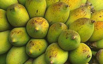 Bacuri - Platonia insignis Mart