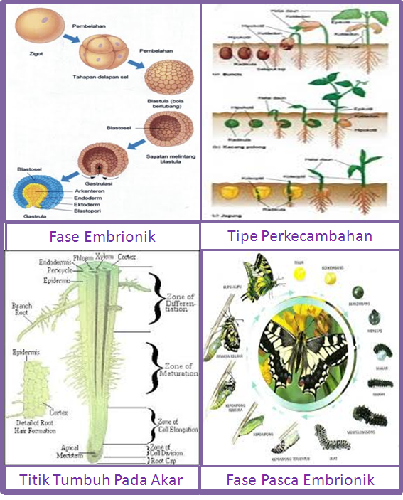 PERTUMBUHAN DAN PERKEMBANGAN - f2kom.blogspot.com