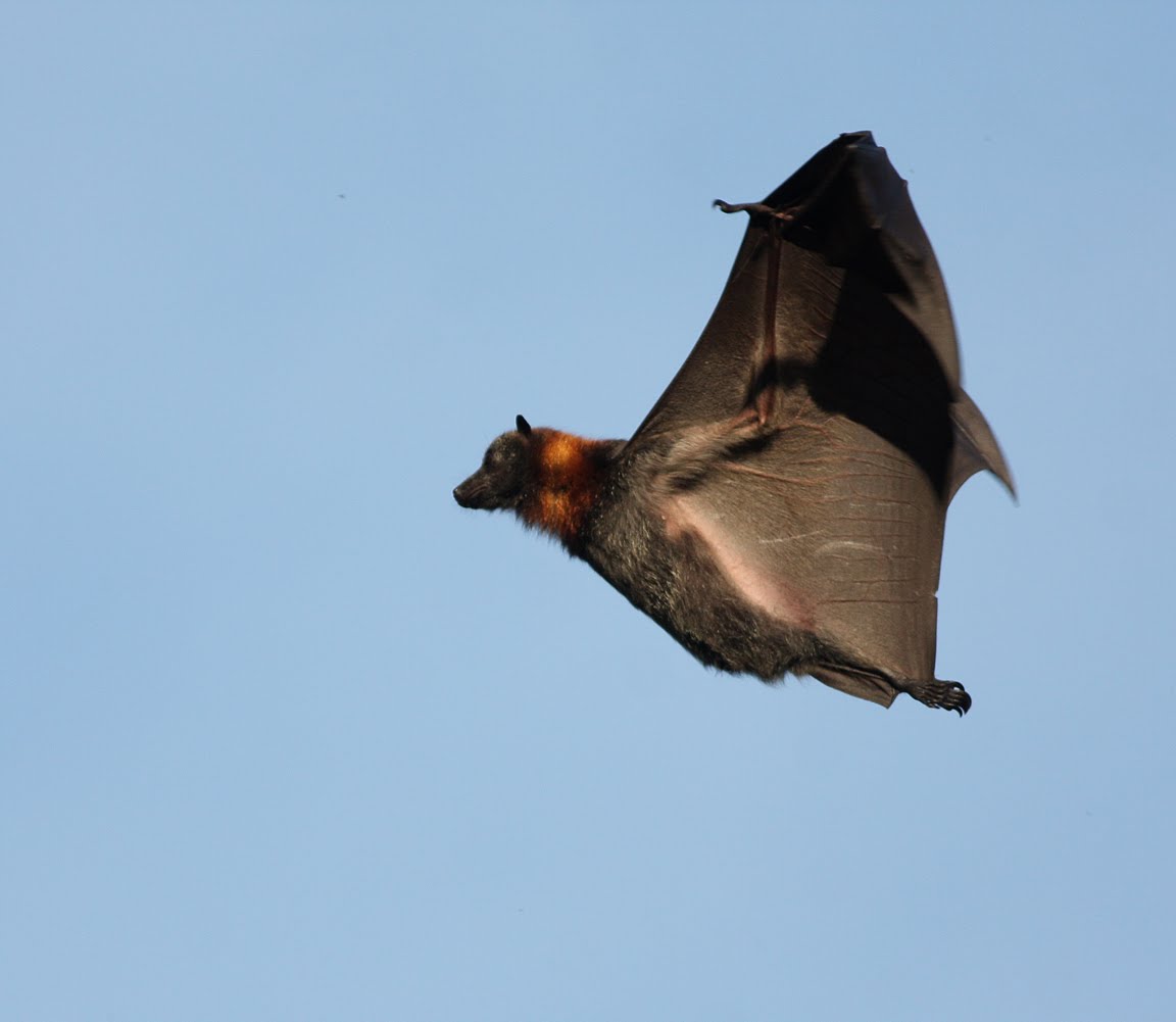 Mark James Pearson: Bits & (Mega)bats from the Botanical Gardens