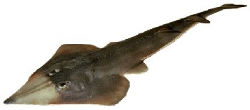 Raias| Características da Raias Viola