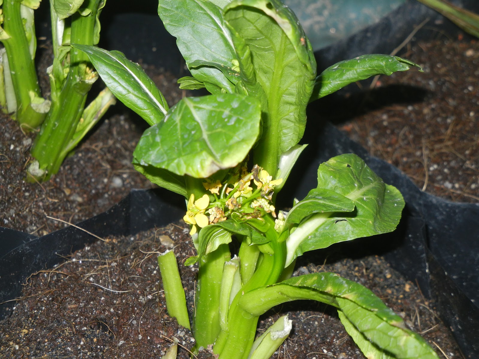 Sendiri Tanam (Penanaman Sayur & Pokok Di Laman Rumah): Chinese Mustard ...