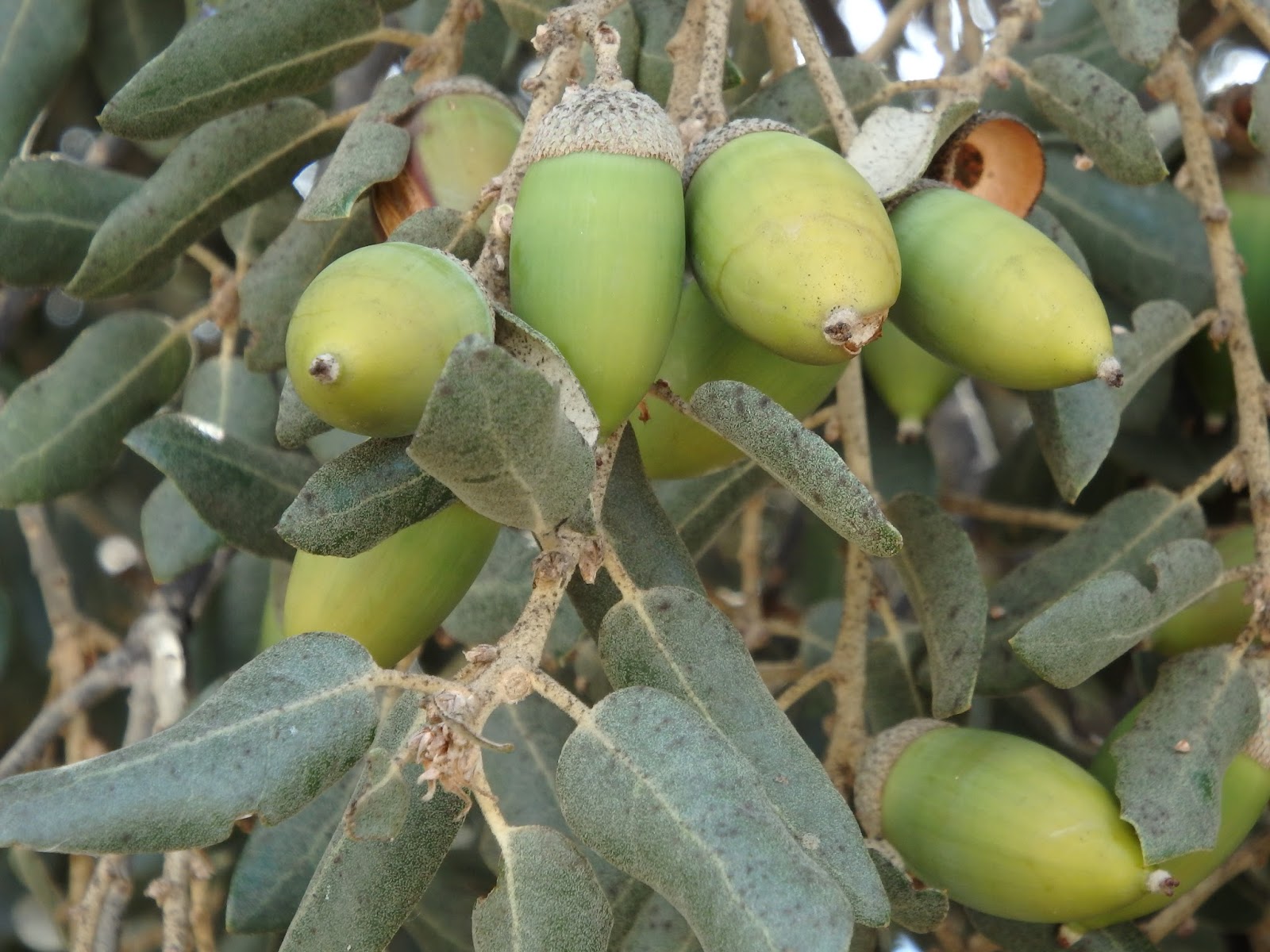 Quercus Ílex (Encina, Carrasca, etc.)