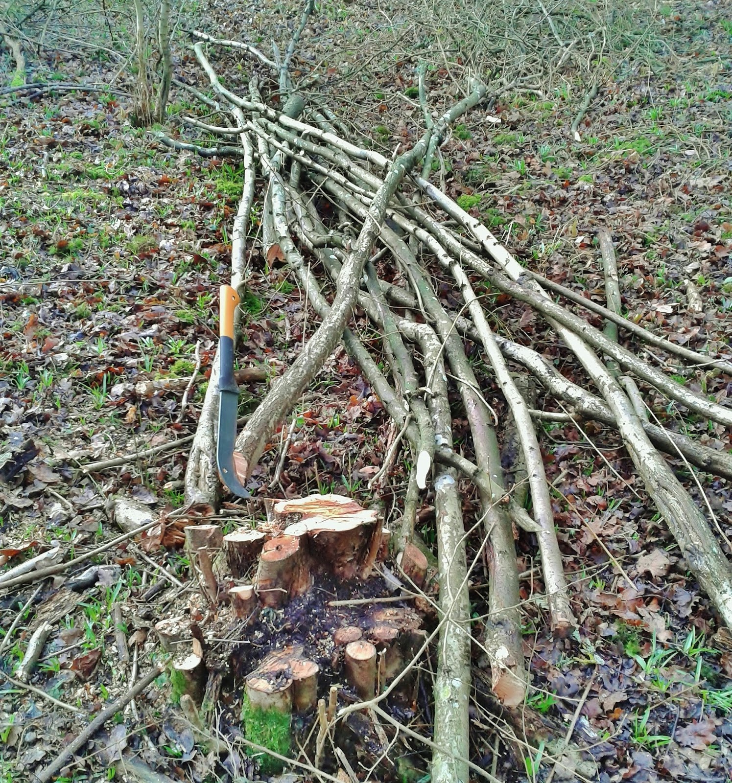 Bushcraft Education : Coppicing