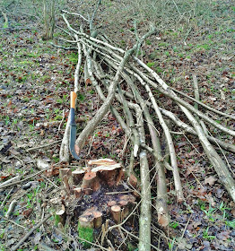 Bushcraft Education : Coppicing