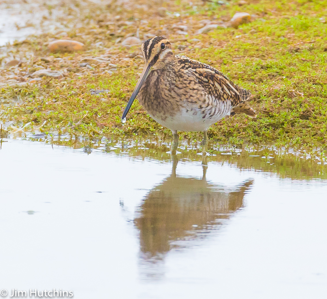 Oxon Birding Blog: Standlake Pit 60: 19th September