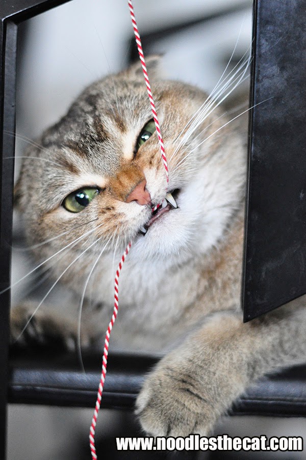 I IZ NOODLES THE CAT: Flossing cat