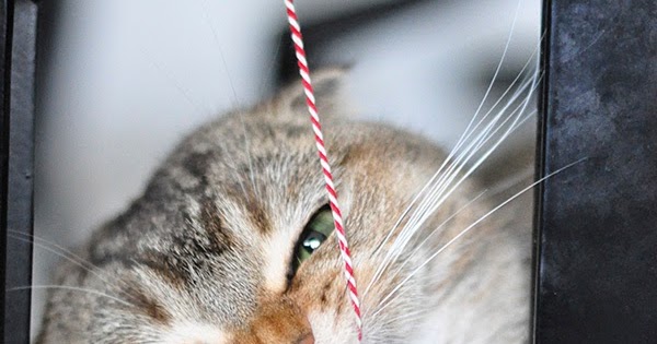 I IZ NOODLES THE CAT: Flossing cat