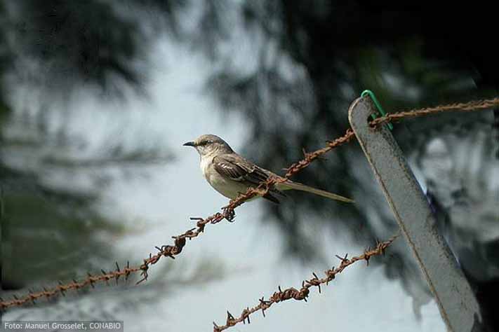 Códigos de Barras de la Vida Silvestre México - Barcode of Wildlife ...