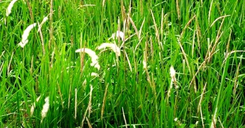 Ciri-Ciri Tanaman Alang-alang Manfaat dan Khasiatnya