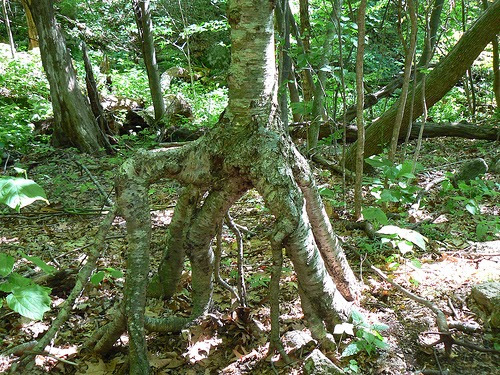 Tree That Can Walk - For Fum And Interesting Articles | Feafum