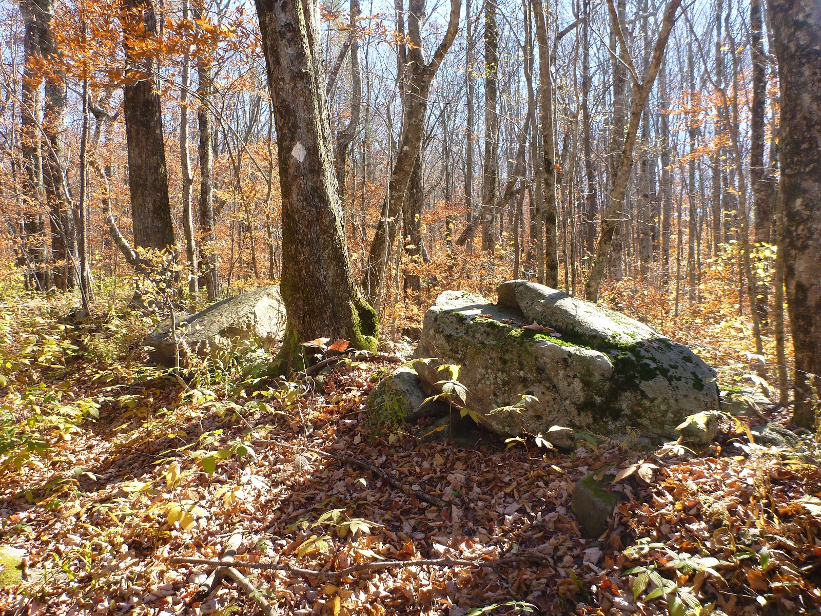 GSMNP - HIKER: Hike Up Mud Gap To Whigg Meadow Grassy Bald