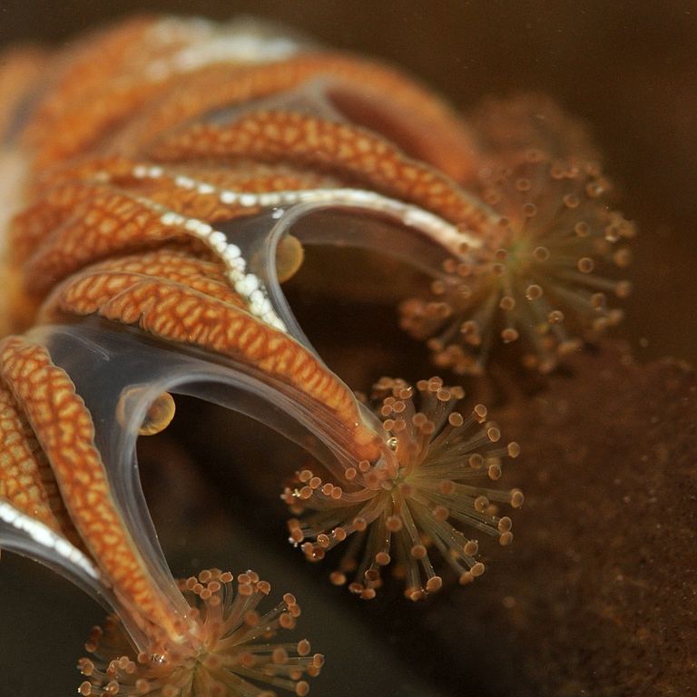 Real Monstrosities: Stalked Jellyfish