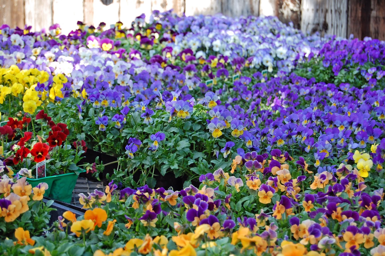 My Painted Garden: Painting and Planting Fall Pansies