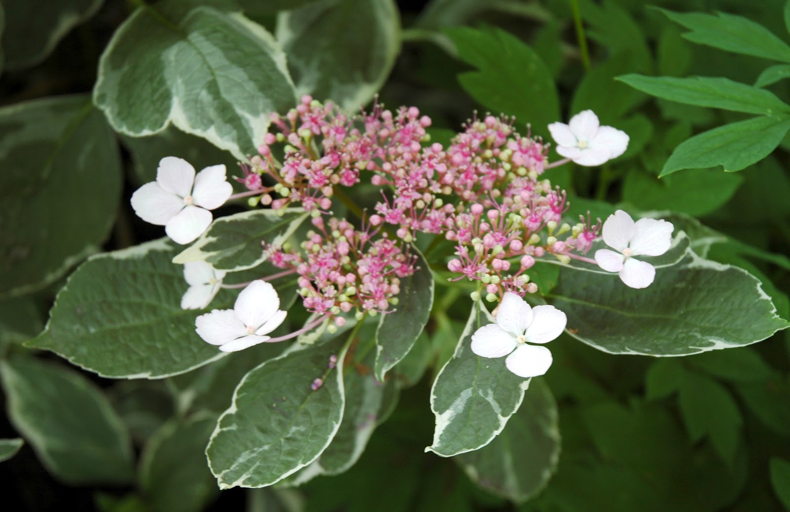 Tin Roof Gardens: The 2012 Tin Roof Gardens Hydrangea Edition...