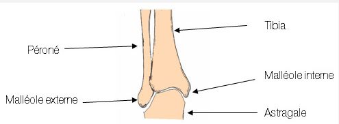Un médecin du sport vous informe: Fractures du cou et du médio-pied.