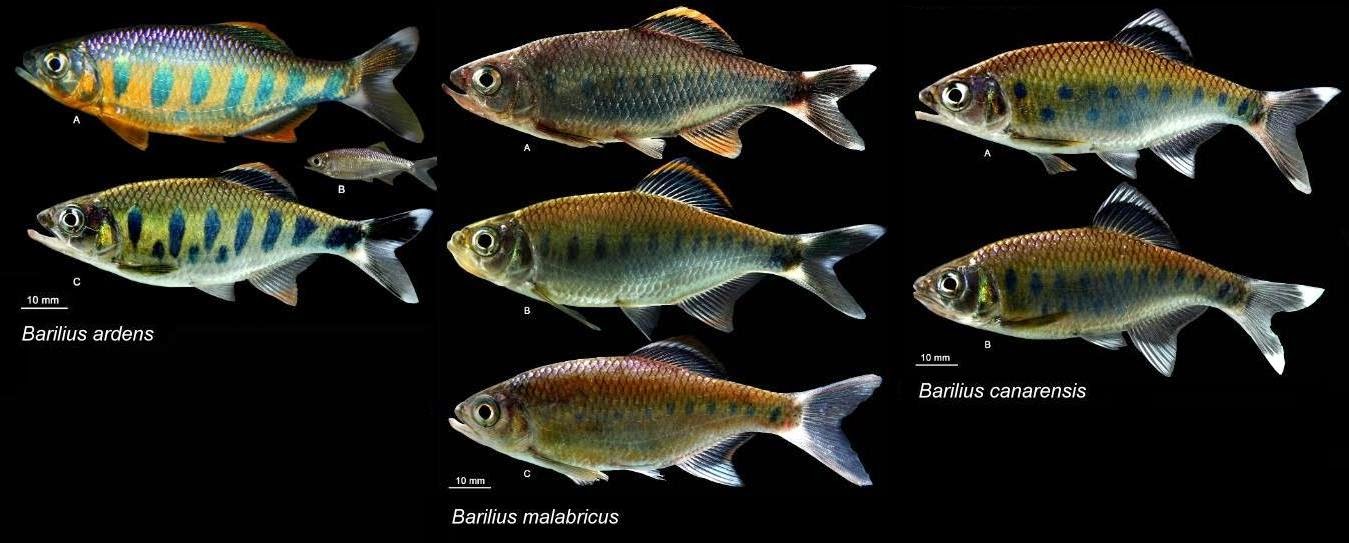 Species New to Science: [Ichthyology • 2015] Barilius ardens • A New ...