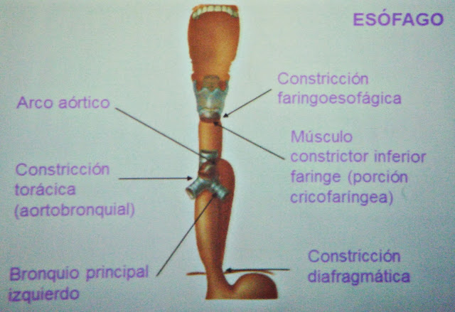 Esófago - Canal alimentario