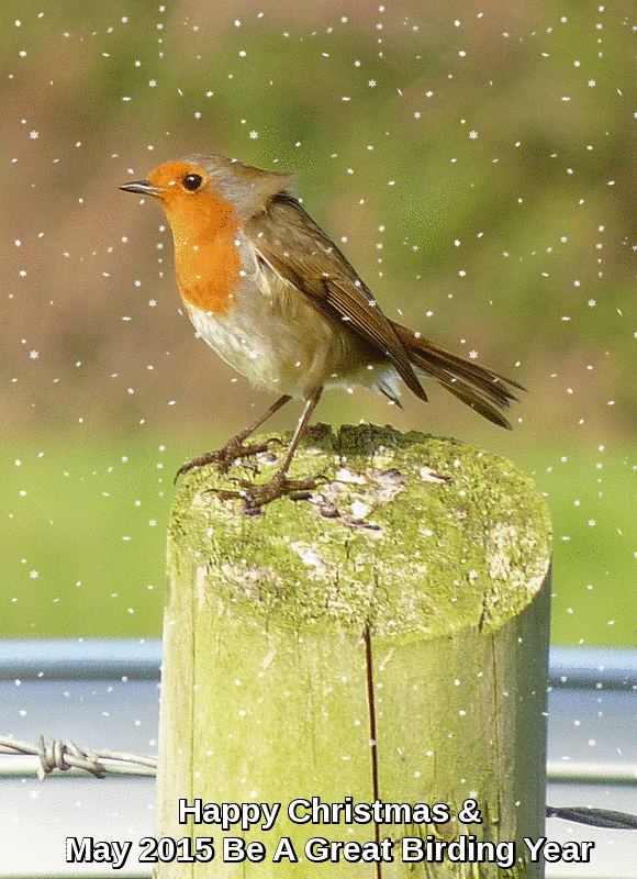 Birding For Pleasure: HAPPY CHRISTMAS - Robin in snow.