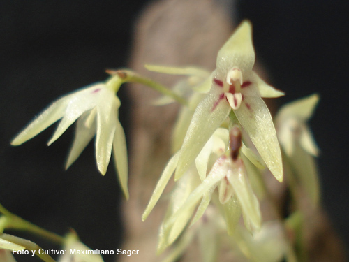 Grupo Orquideófilo del Norte Santafesino: Orquídeas argentinas ...