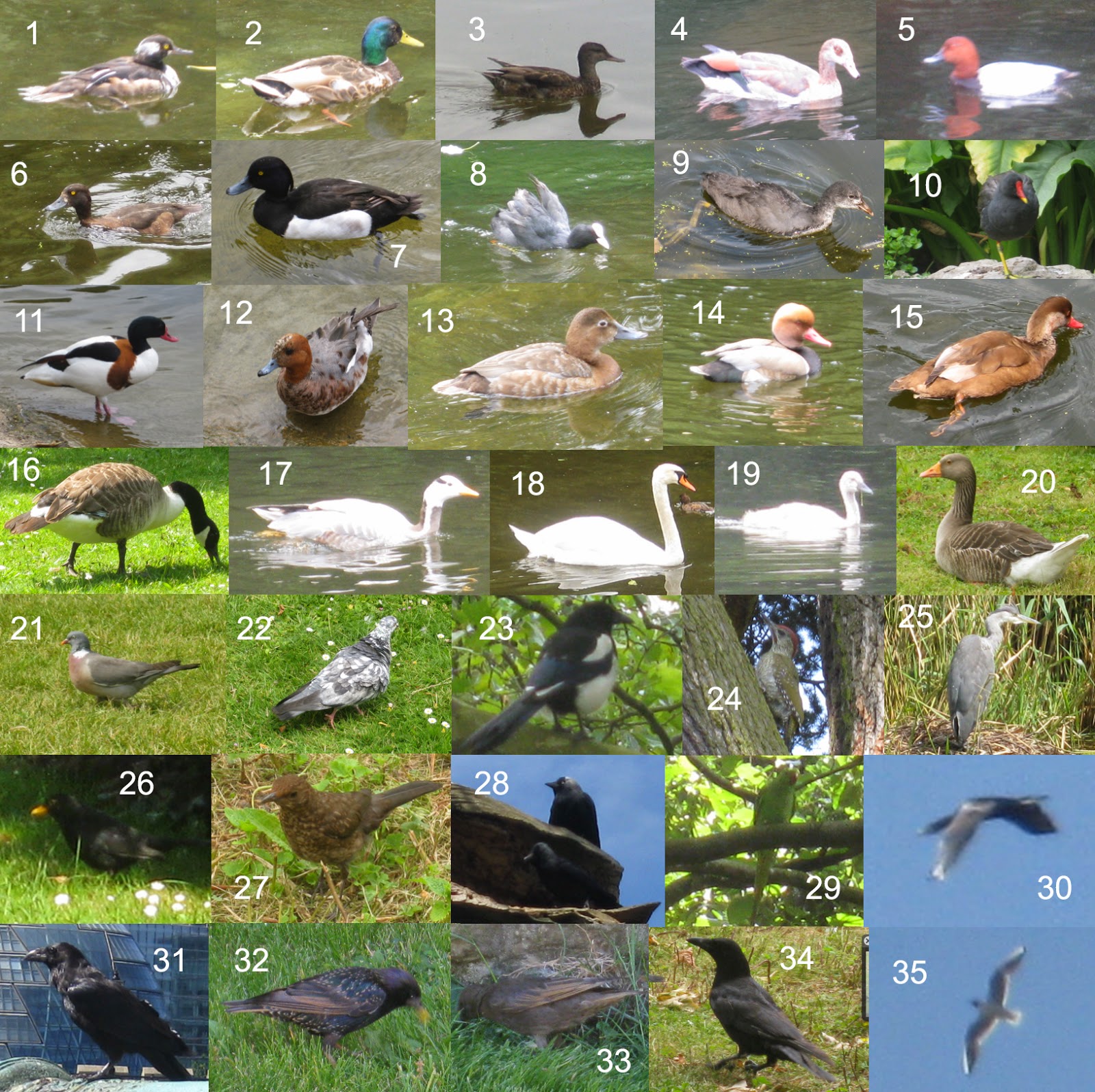 Stork Raven Loony: Birds of London: St. James's Park