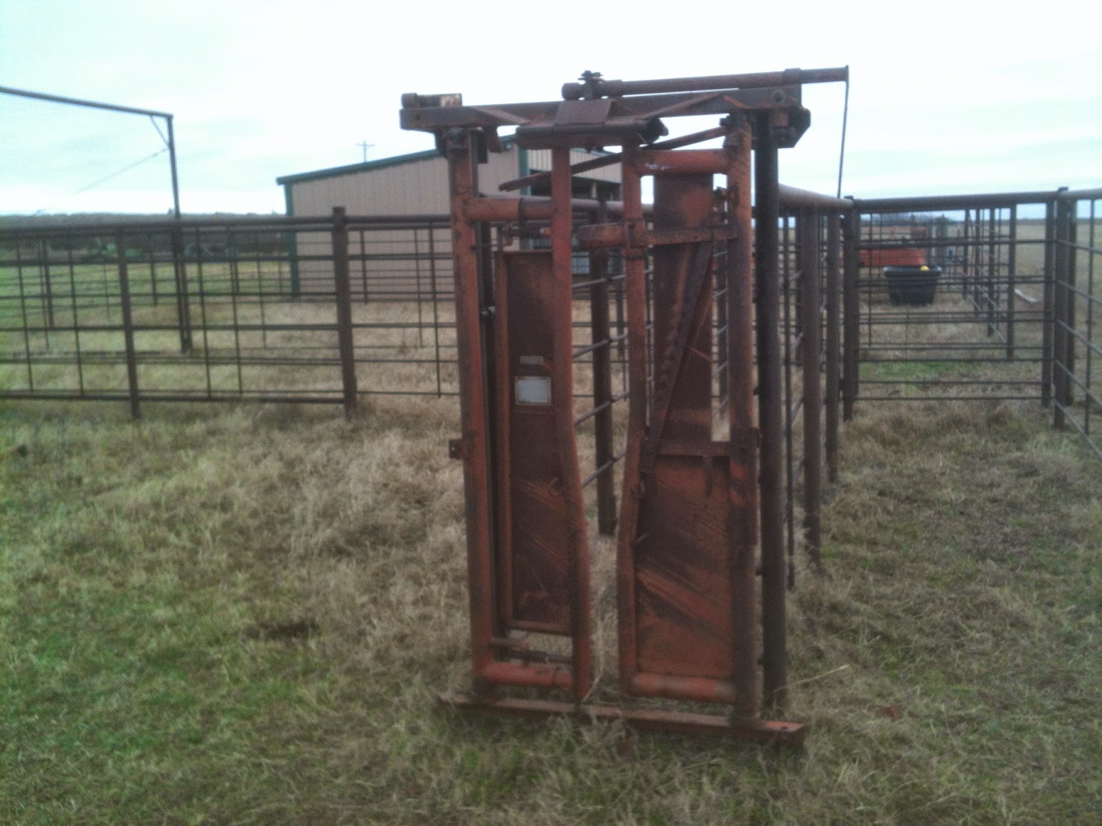 Watch Out For The Bull: Out With The Old Headgate, In With The New ...