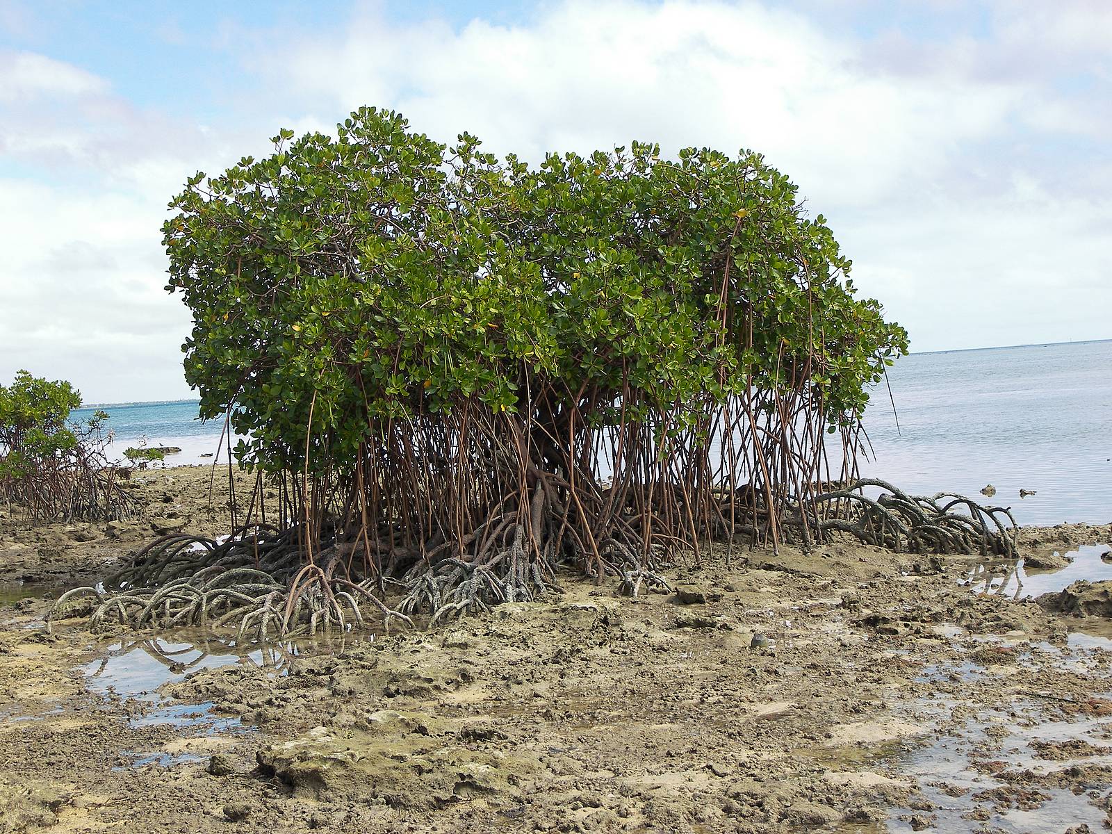 Mangrove tree wallpapers hd | Wallpapers-Wallpaper Free 3979