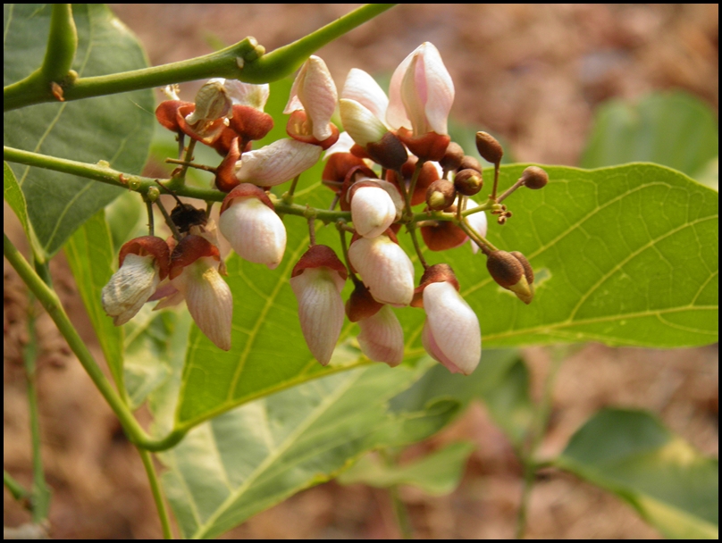 Nisarga Vidnyan Sanstha: Bhimashankar Wildlife Sanctuary