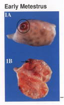 japemethe-animalclinic.com: Normal ovarium dan perubahan morfologi pada ...