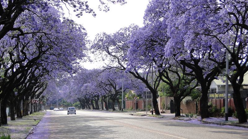 Jacaranda Tree, Pretoria in South Africa