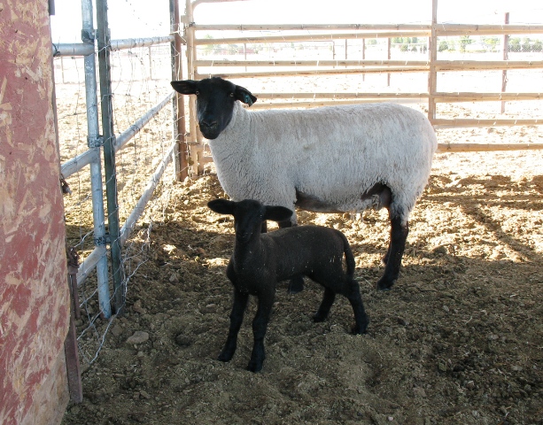 Discover. . .: Ba Ba Black Sheep #33