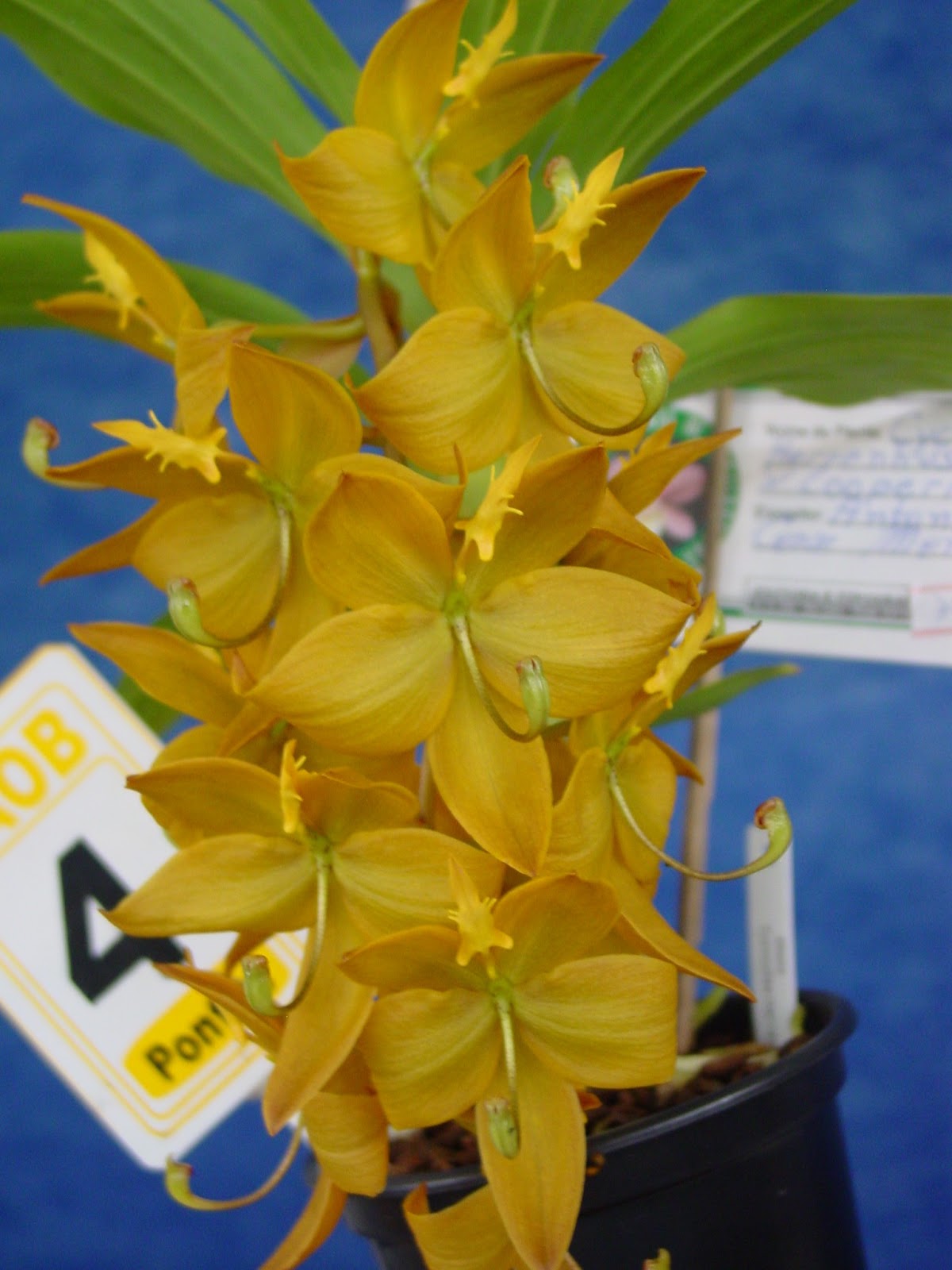 EXPOR ORQUIDEAS.COM: Clowesia - Mormode - Cycnoches