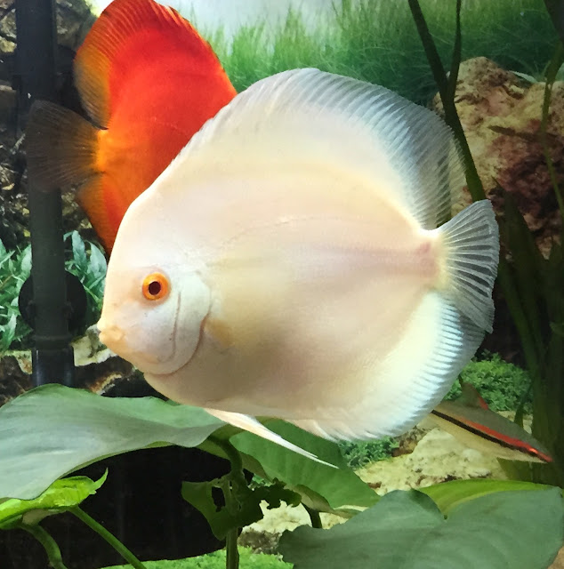 Kaylen's Discus Blog: My Fishes